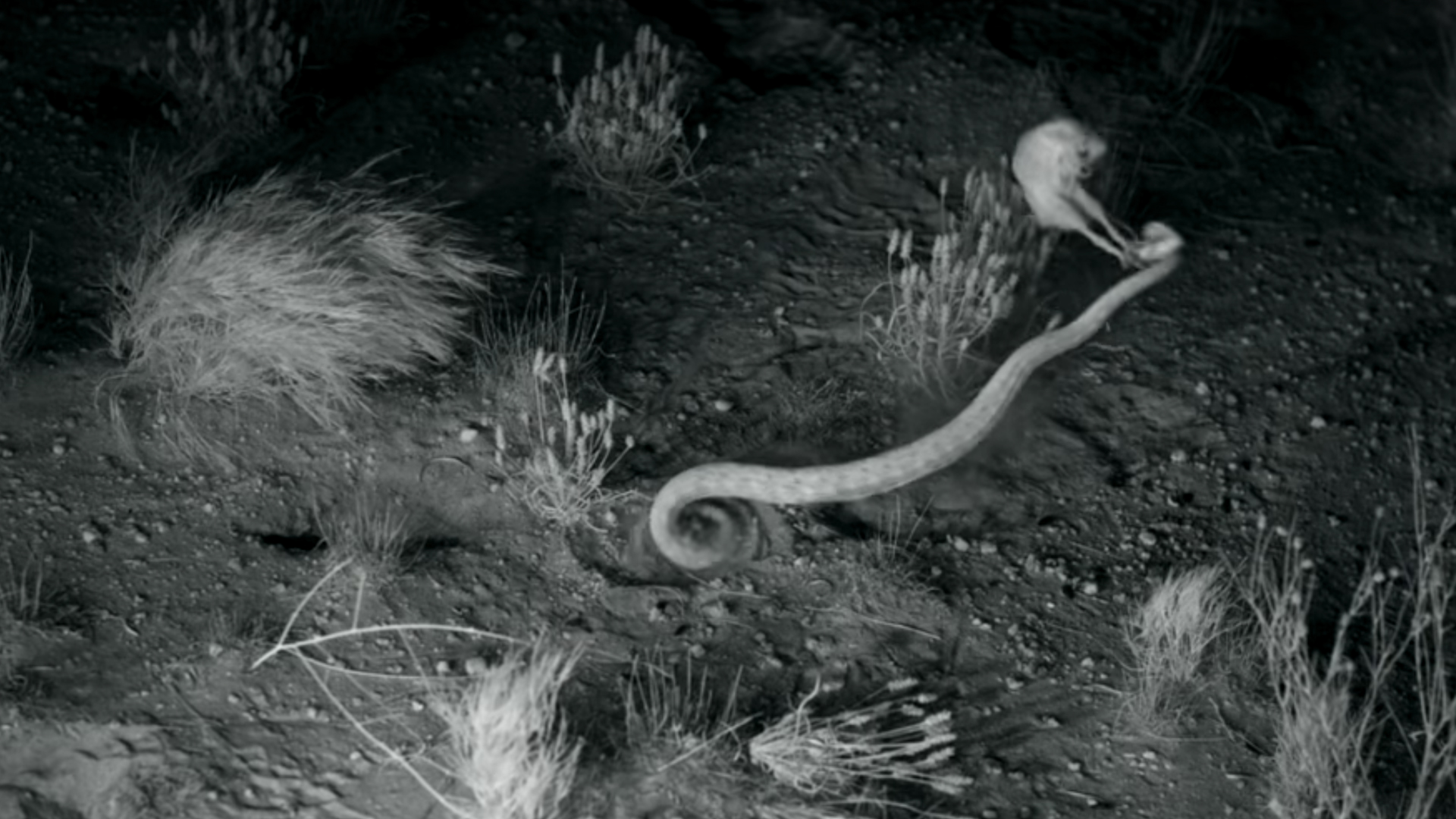 Kangaroo Rat Jumping Gif