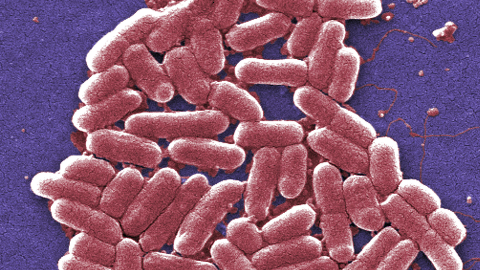 Flipboard Cdc Says Ground Beef Is To Blame For E Coli Outbreak In 6