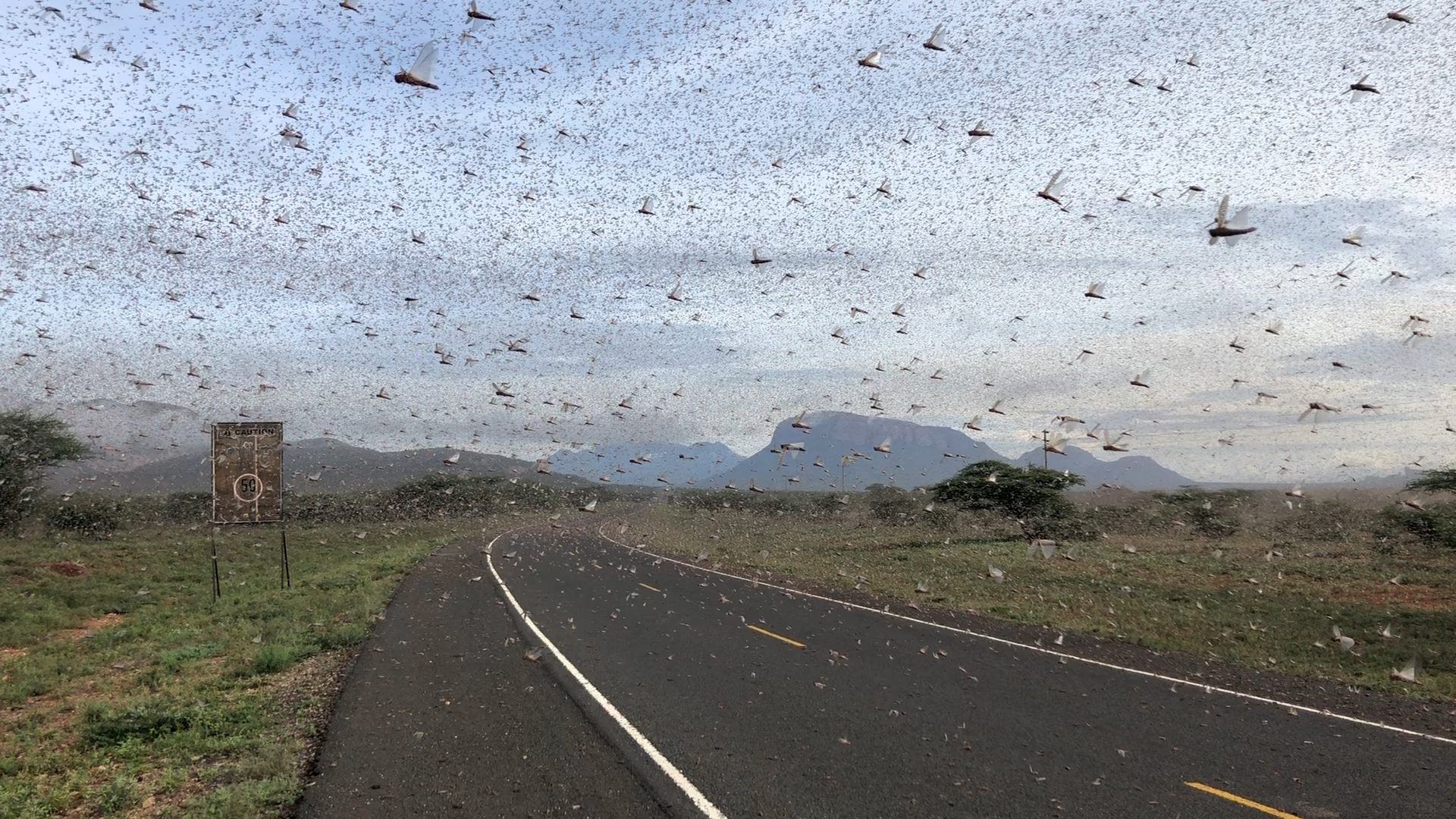 Locusts Swarm Miami