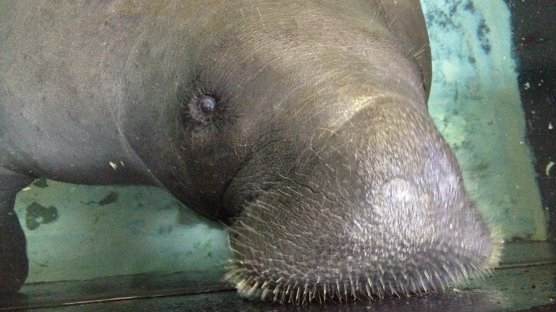 Saill Manatee Meme