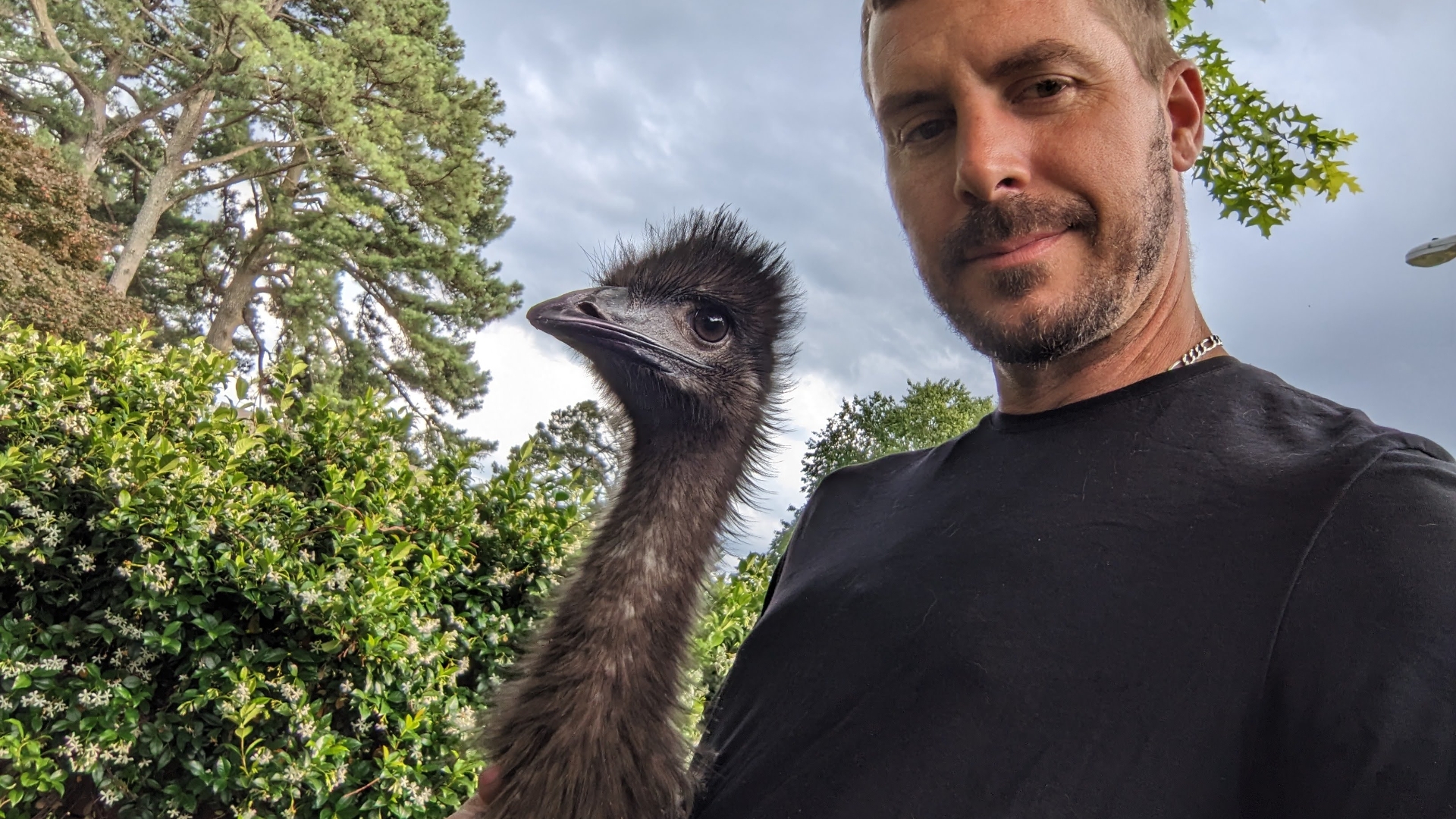 Pet Emu