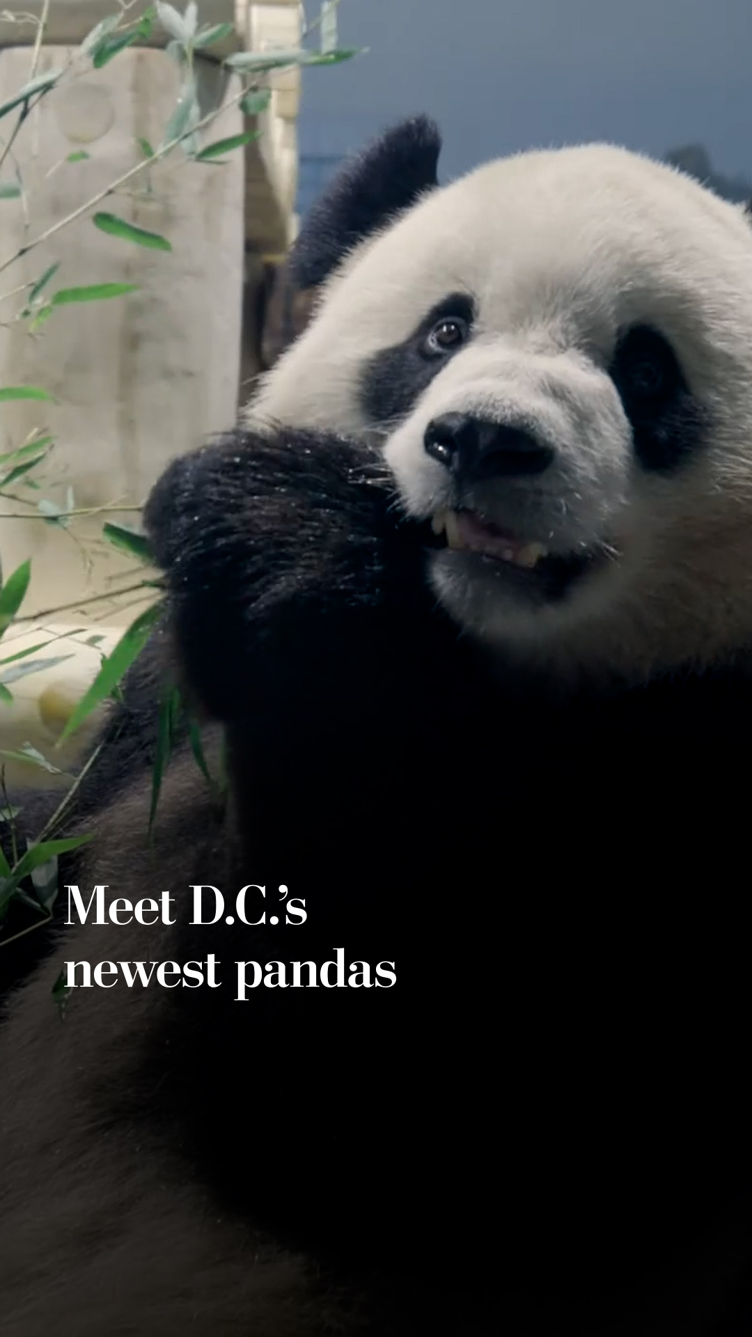 Cool Pictures Of Pandas