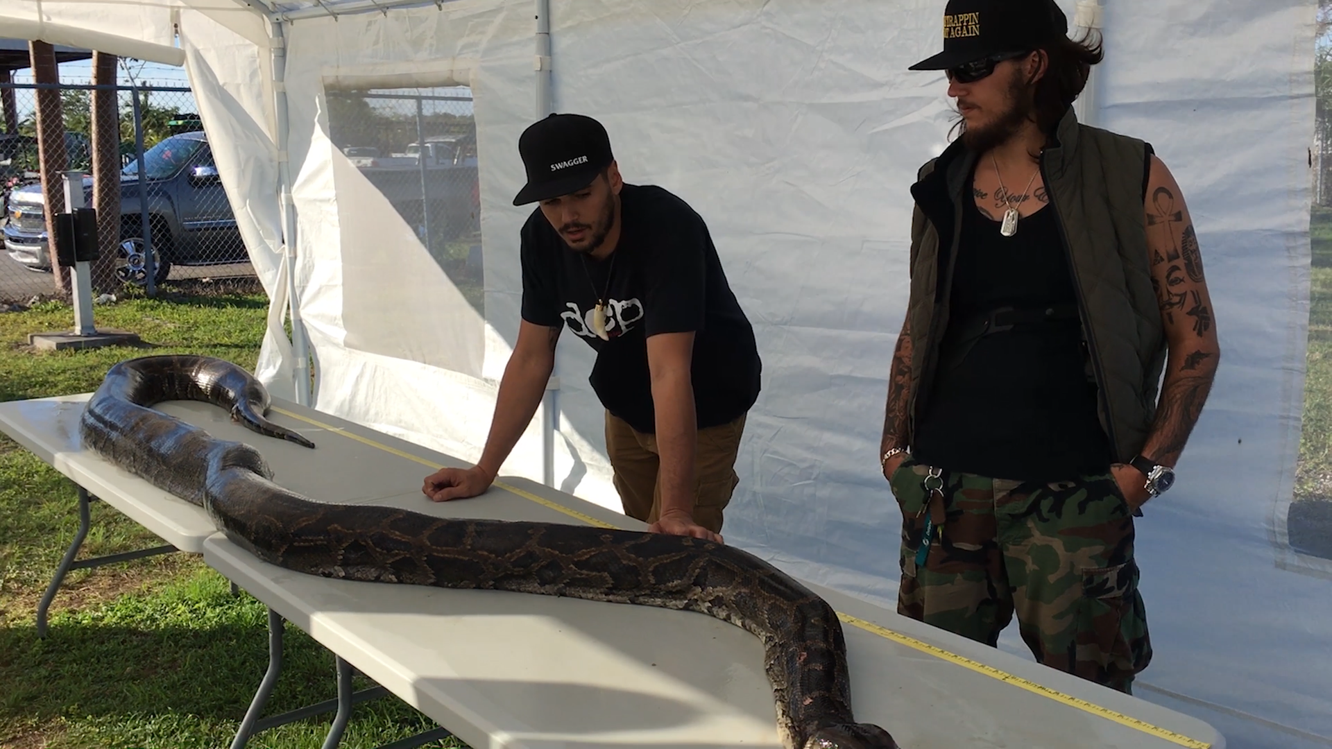 Full Grown Burmese Python