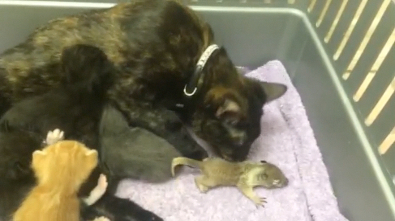 Mama Cat Adopts Baby Squirrel Do Cats And Squirrels Get Along?