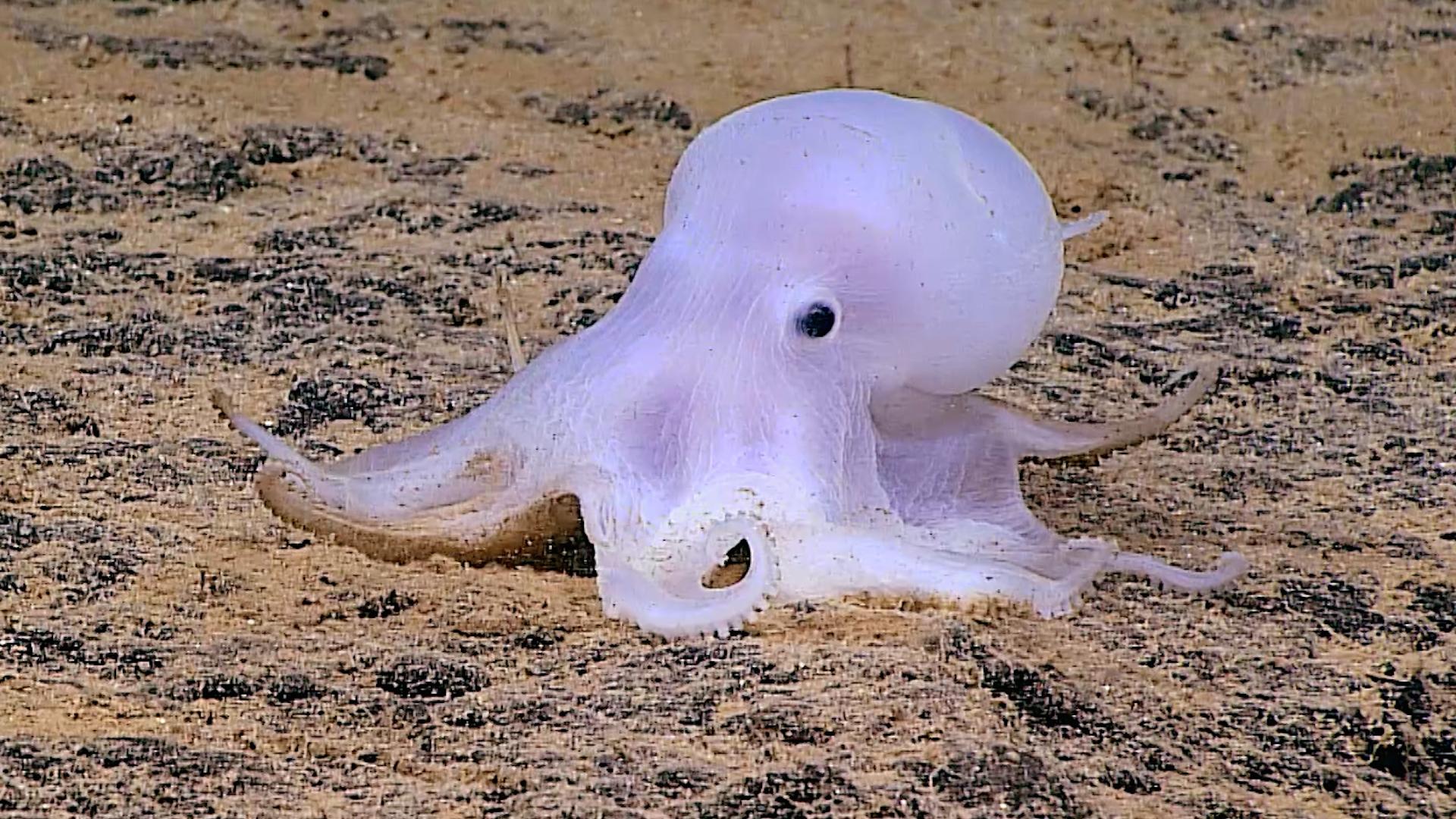 Cute Real Octopus